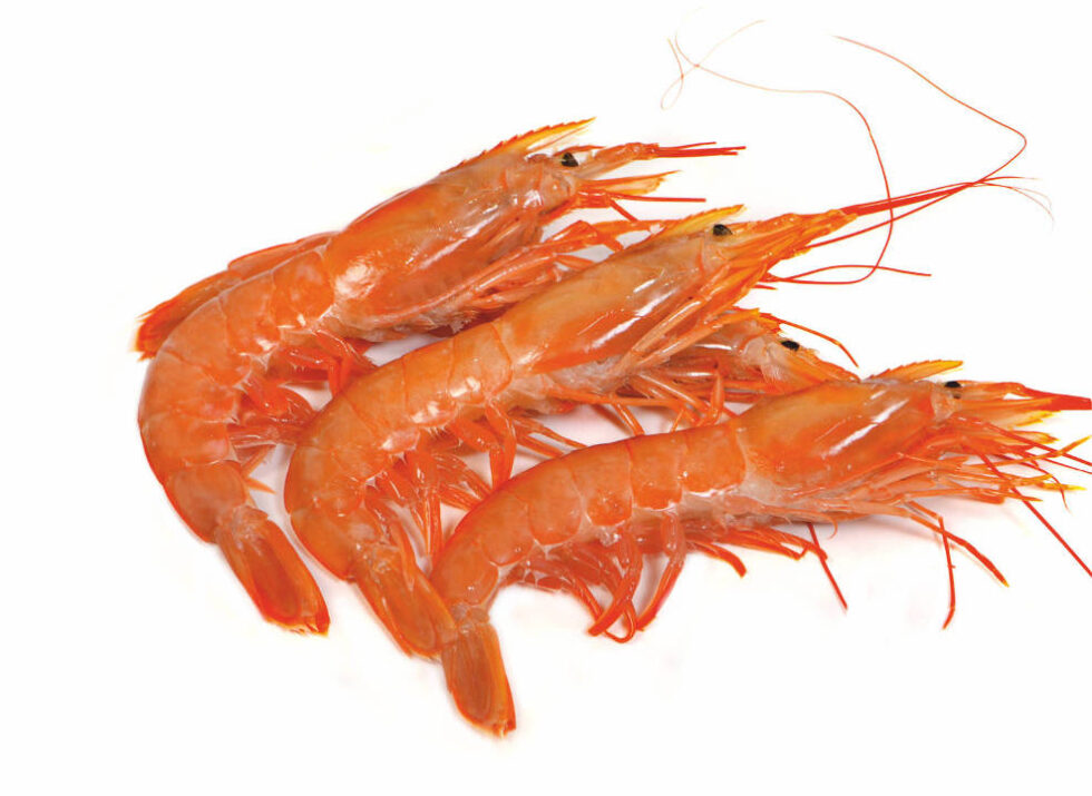 Gambas entières Argentine - Delta Gel